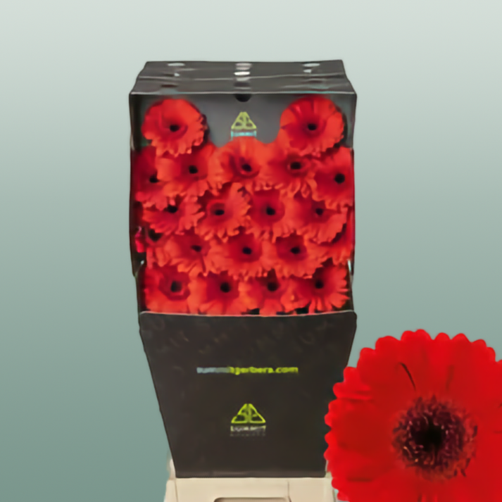 Germini Suri (20 Stems) – All Occasions Wholesale