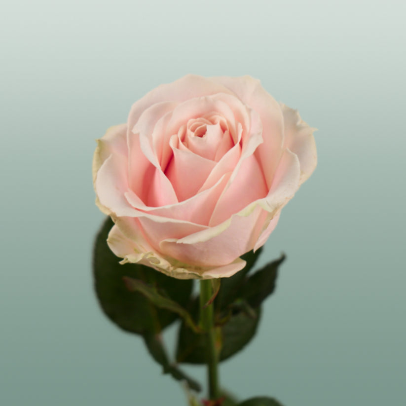 Rose Sweet Avalanch – All Occasions Wholesale