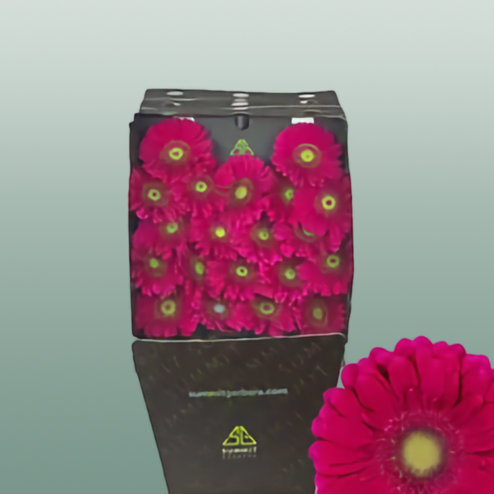 Germini – All Occasions Wholesale