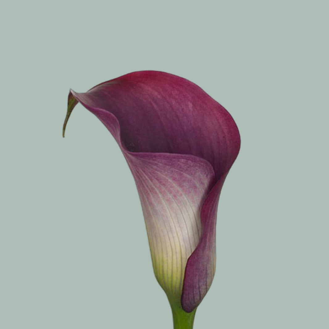 Calla Lily – All Occasions Wholesale