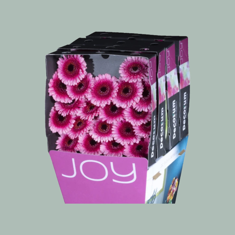 Germini Clarise (20 Stems) – All Occasions Wholesale