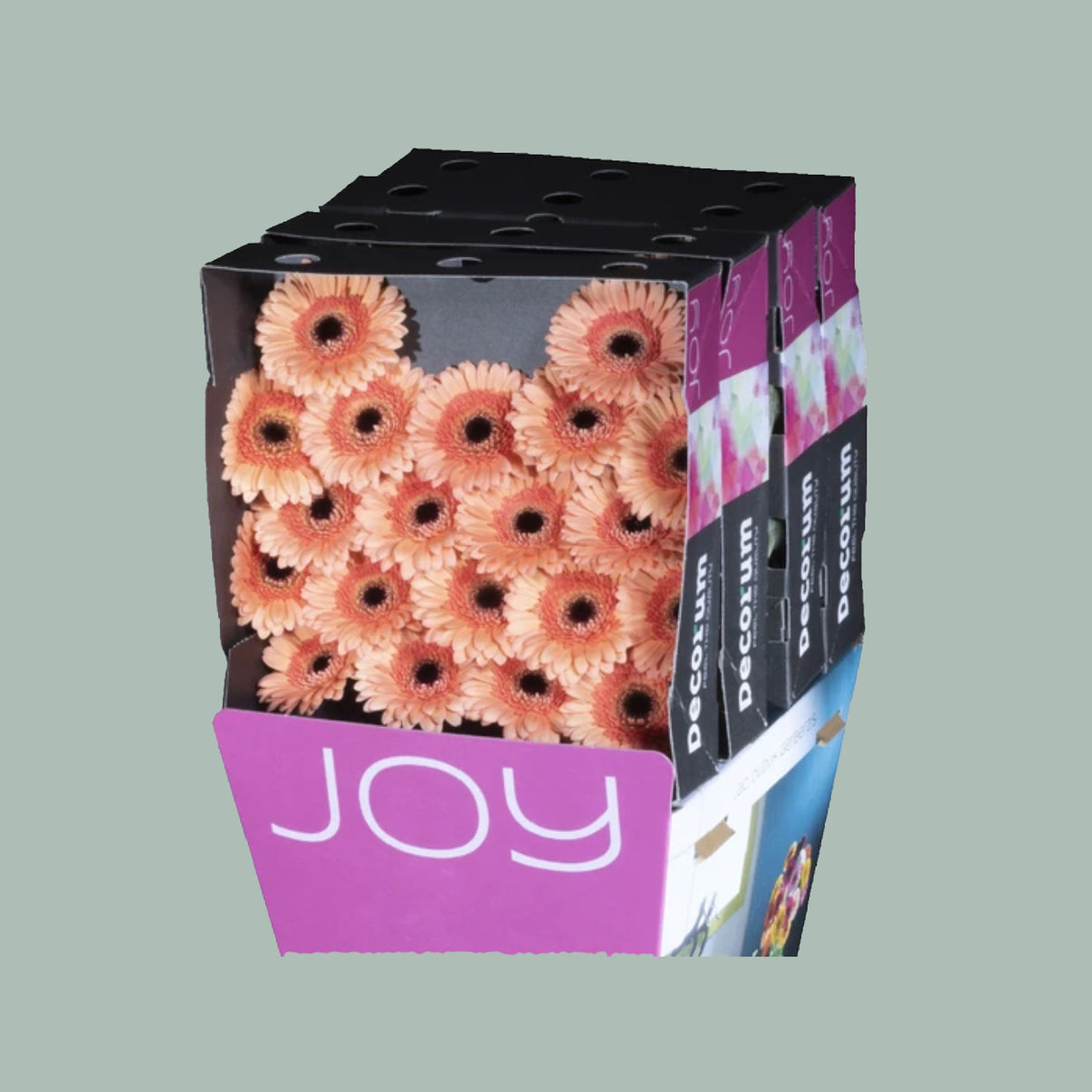 Germini Cookies 'n Cream (20 Stems) – All Occasions Wholesale