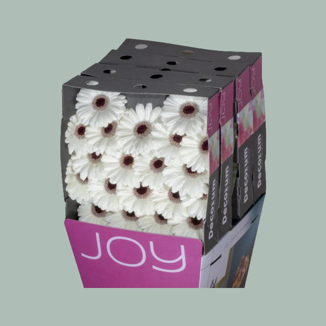 Germini – All Occasions Wholesale