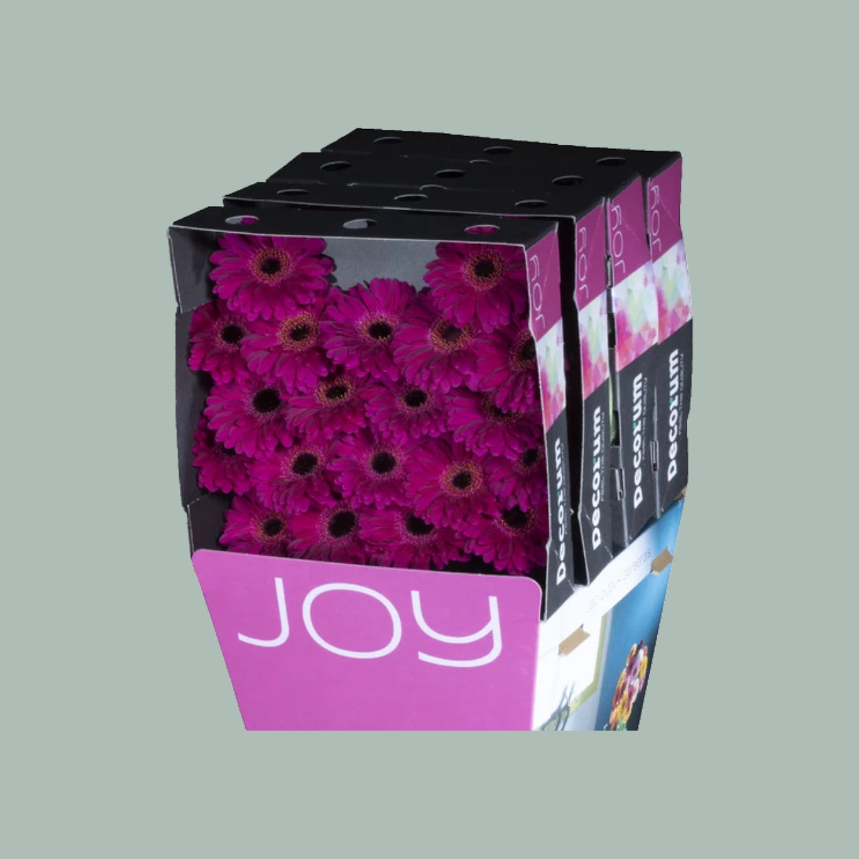 Germini Picture Perfect (20 Stems) – All Occasions Wholesale