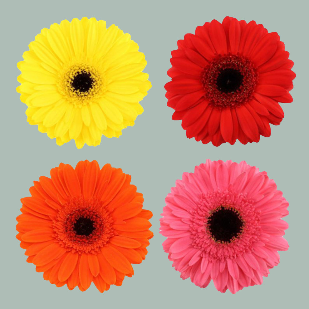 Gerbera Mix (15 Stems) – All Occasions Wholesale