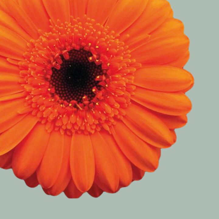 Germini – All Occasions Wholesale