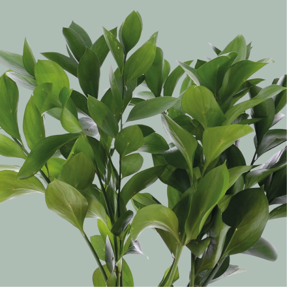 Dec Ruscus Hard – All Occasions Wholesale