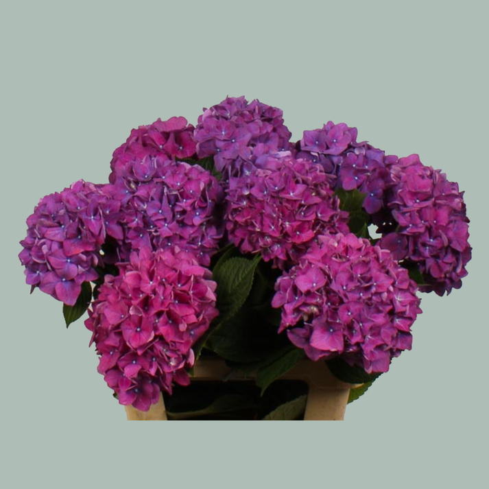 Hydrangea Rodeo Purple (20 Stems) – All Occasions Wholesale