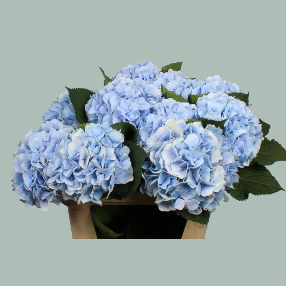 Hydrangea Verena Blue (20 Stems) – All Occasions Wholesale