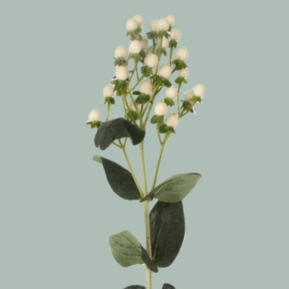 Hypericum Coco Uno (30 Stems) – All Occasions Wholesale