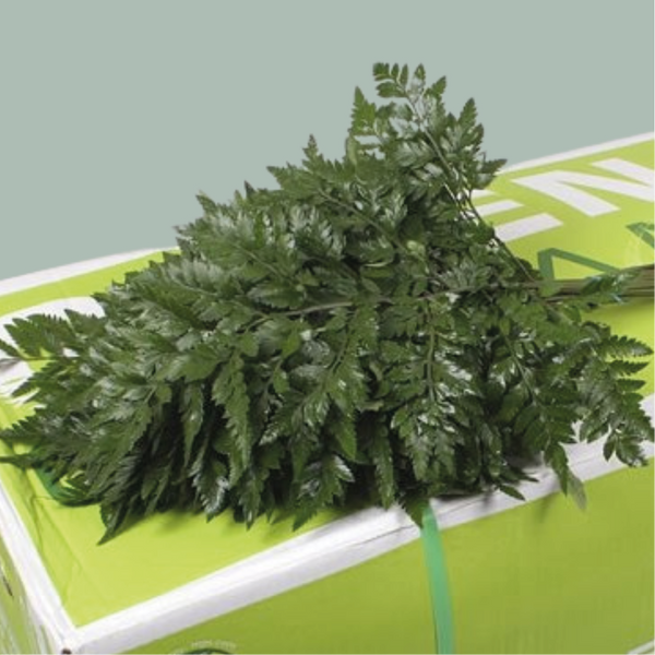 Dec Leather Leaf – All Occasions Wholesale