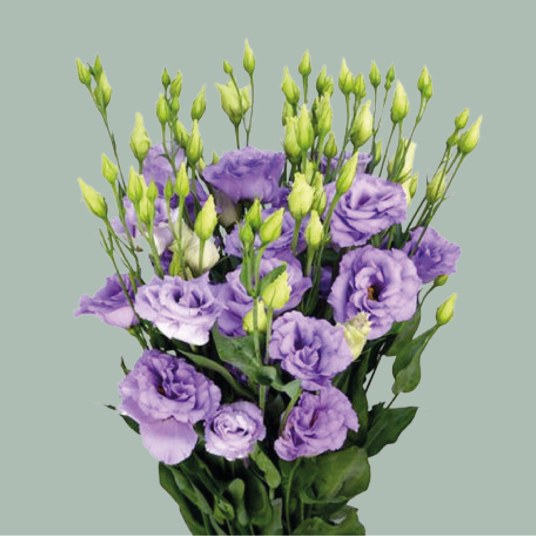 Eustoma Rosita Lavender (10 Stems) – All Occasions Wholesale