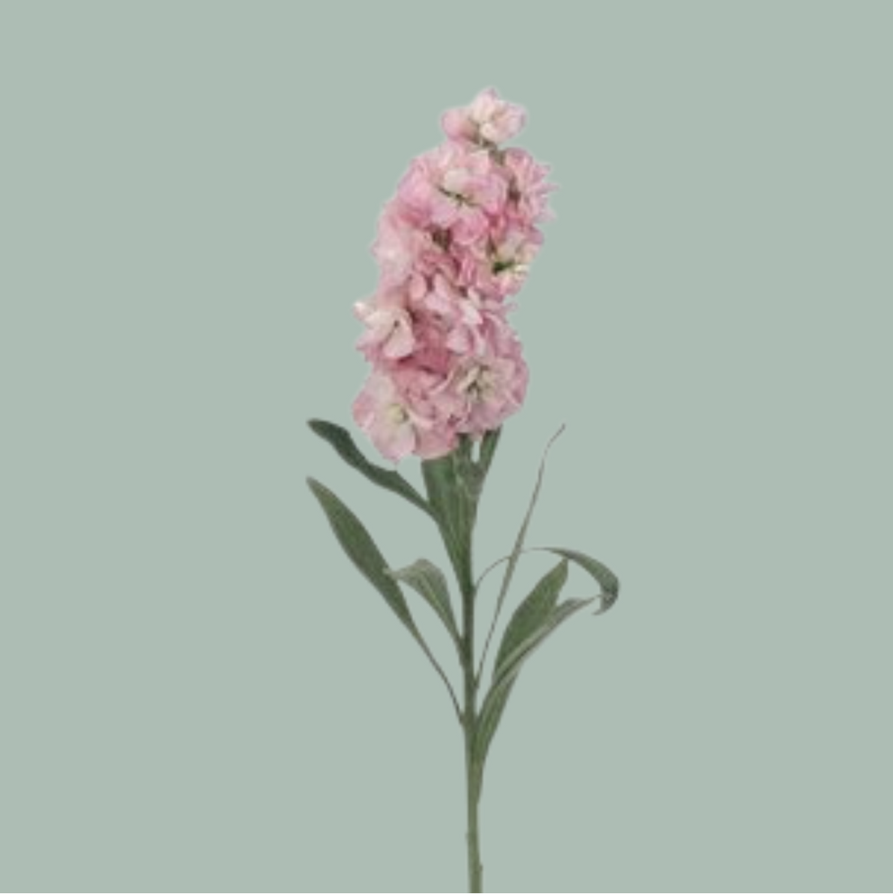 Matthiola Milla Light Pink (10 Stems) – All Occasions Wholesale