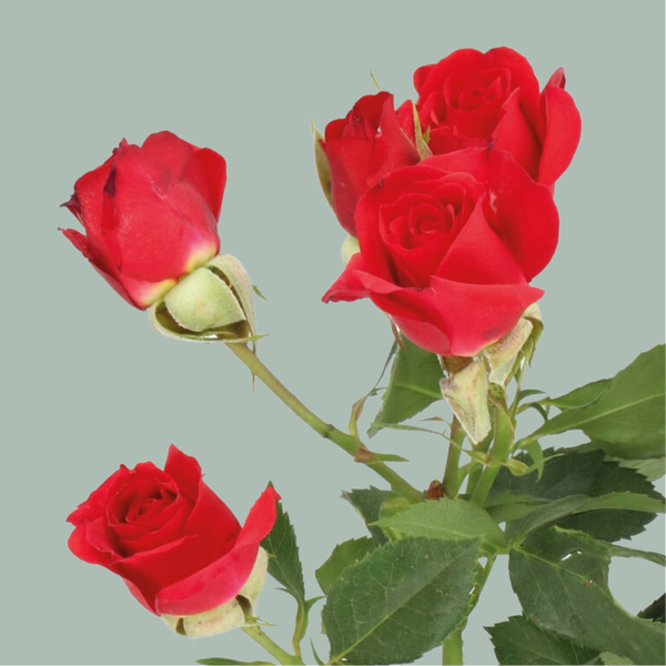 Spray Rose Mirabel (10 Stems) – All Occasions Wholesale
