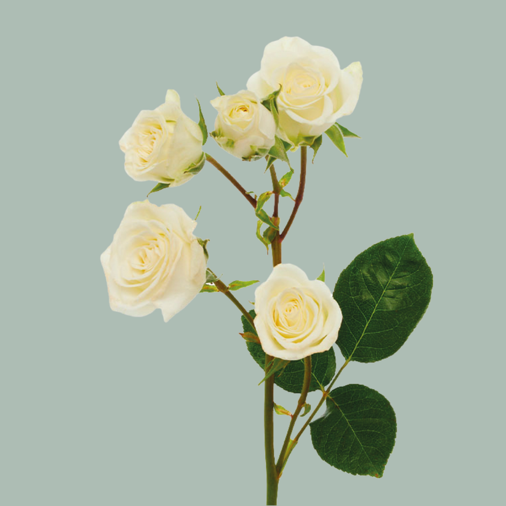 Spray Rose Snowflake (10 Stems) – All Occasions Wholesale