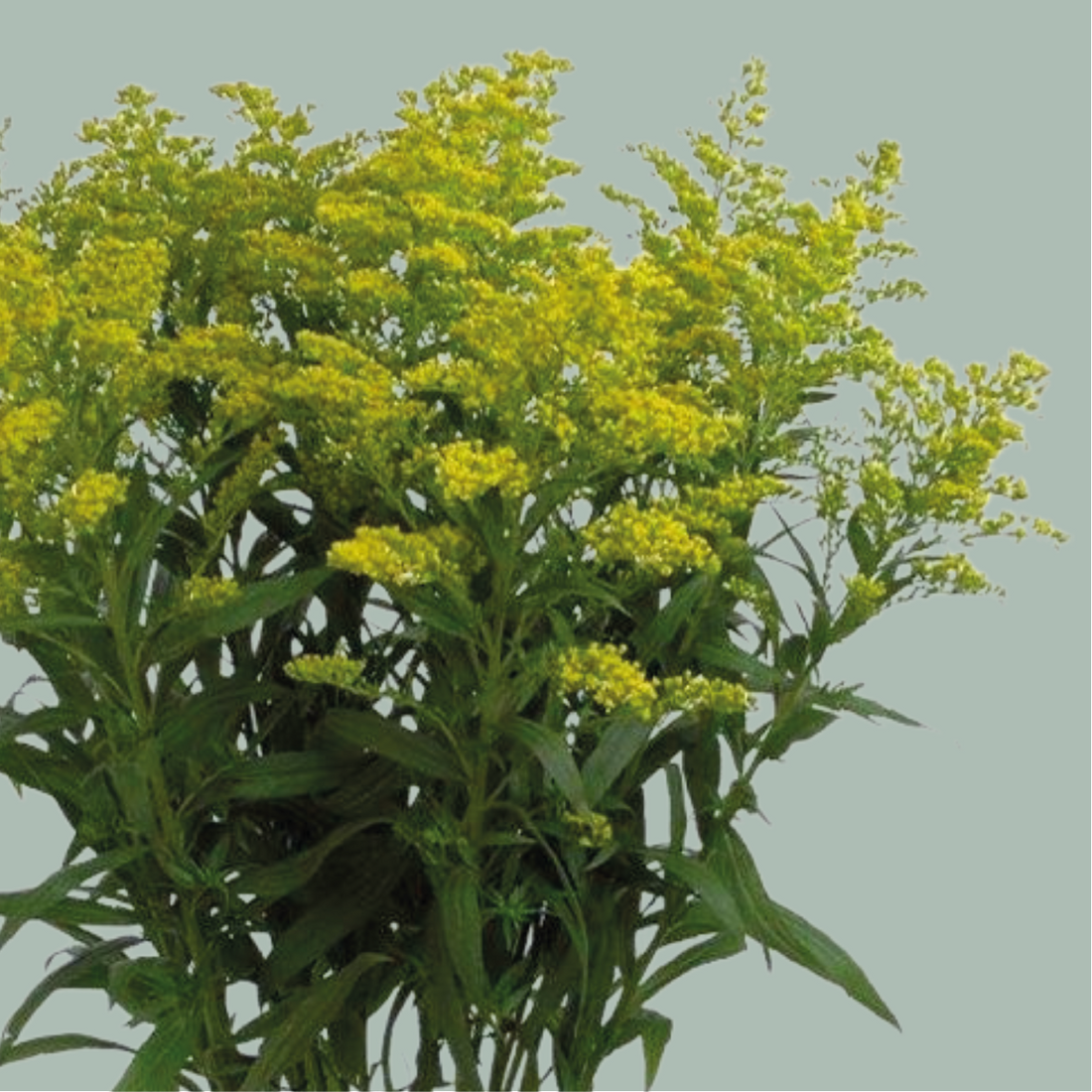Solidago 60-80cm (25 Stems) – All Occasions Wholesale