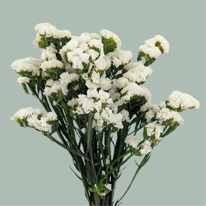 Limonium Statice White Starlight Wings (25 Stems) – All Occasions Wholesale
