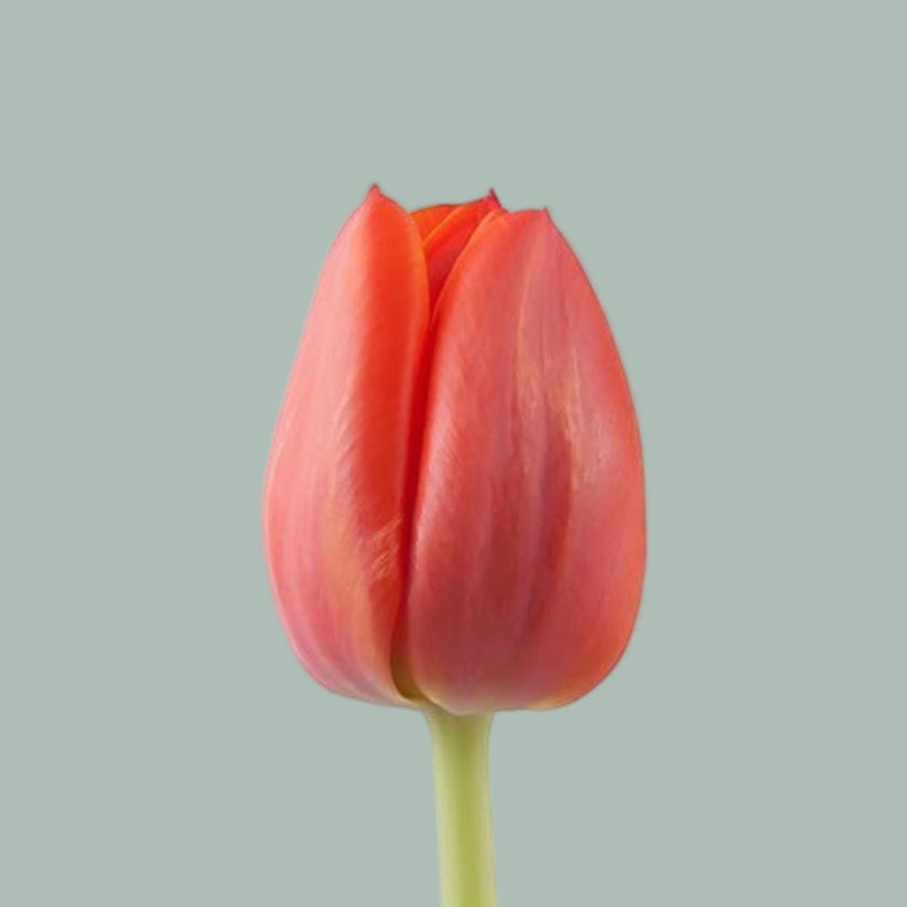 Tulip Ad Rem (50 Stems) – All Occasions Wholesale